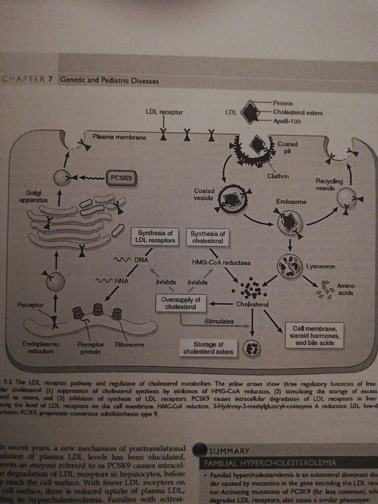 Memorising a figure/scheme from biology/medical book - General Memory ...