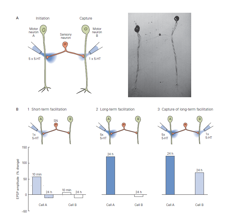 Memory Technique+Transfer Learning for the human brain - General Memory ...
