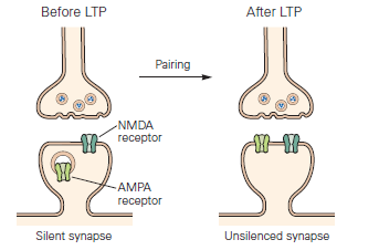 Memory Technique+Transfer Learning for the human brain - General Memory ...