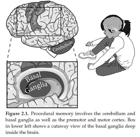 "Why We Forget and How to Remember Better" book release - Neuroscience ...